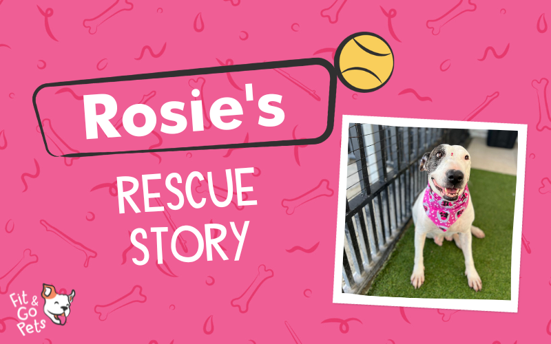 Rescue Stories: Meet Rosie! – Fit & Go Pets