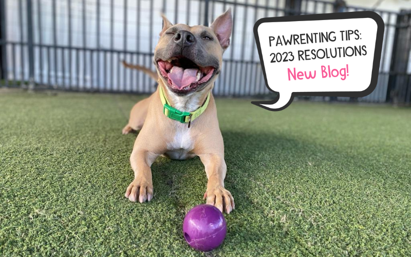 4 Dog Parenting Tips to be a Pawsome Dog Parent in 2023 – Fit & Go Pets