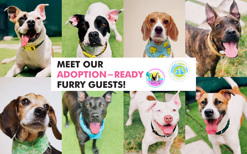 Introducing our Adopt a Furry Guest PROGRAM! – Fit & Go Pets
